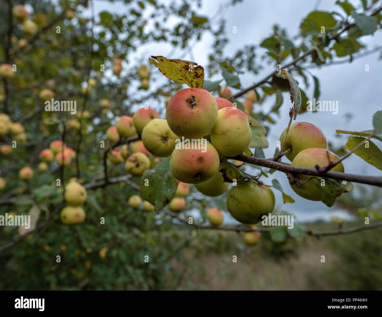 Wild apples hi-res stock photography and images - Alamy