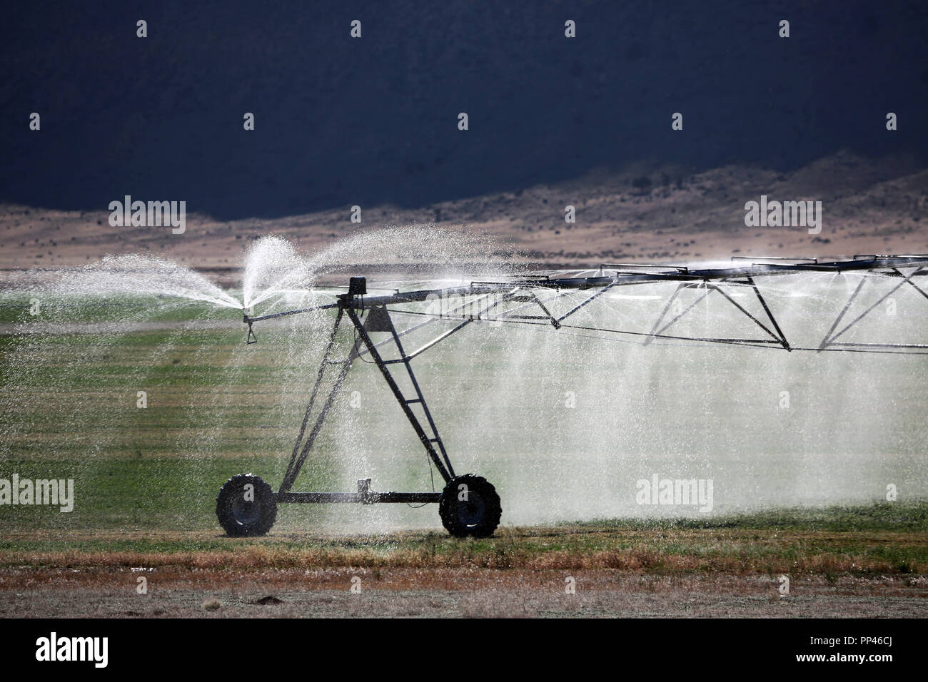 Springler hi-res stock photography and images - Alamy