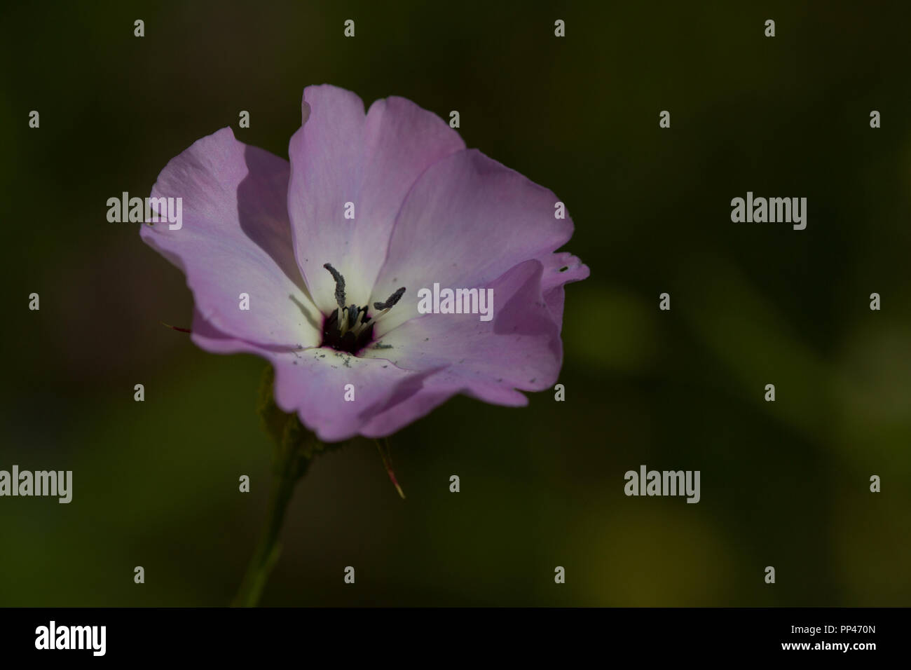 Pink spiral of an unfolding flower Stock Photo - Alamy