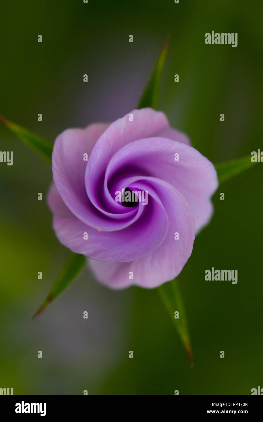 Pink spiral of an unfolding flower Stock Photo - Alamy