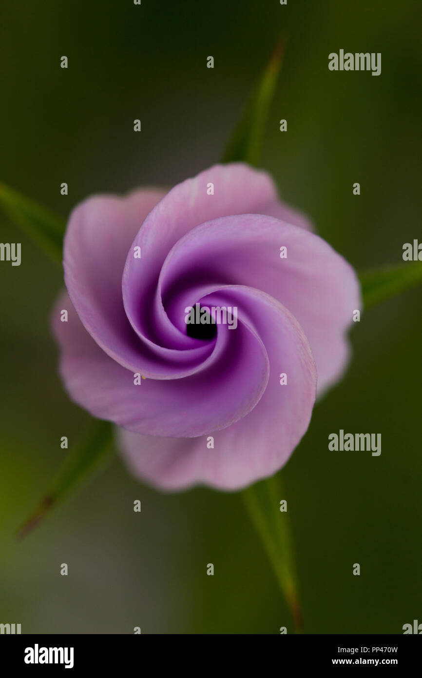 Pink spiral of an unfolding flower Stock Photo - Alamy