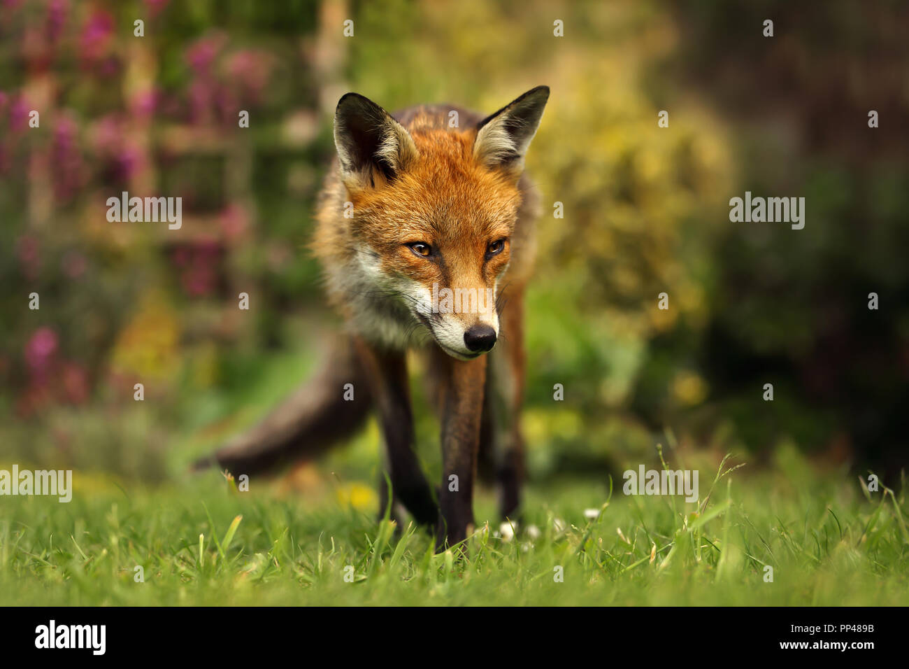 Back garden fox hi-res stock photography and images - Alamy