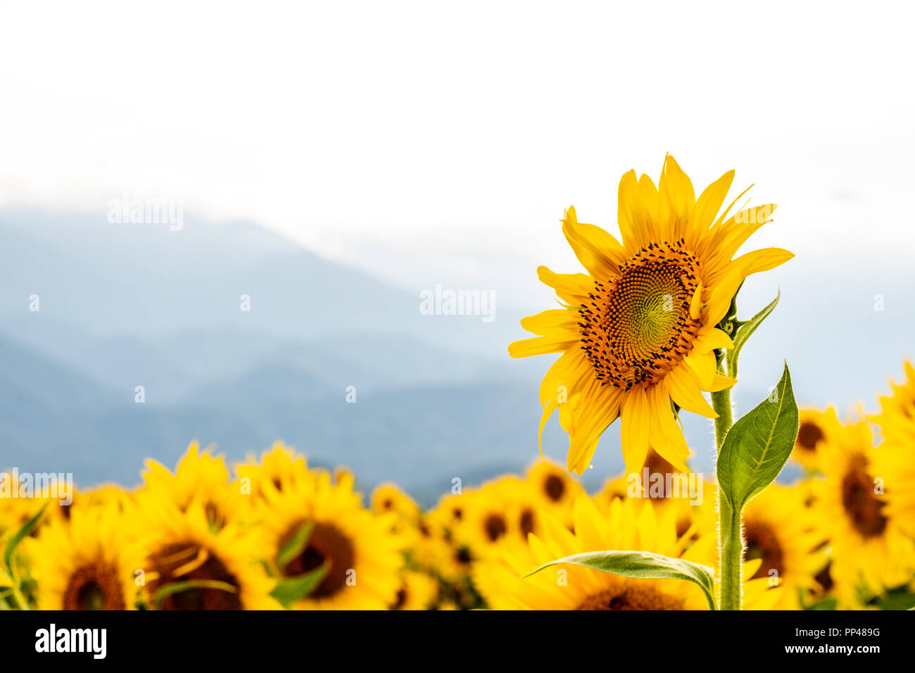 A sunflower standing above the field in front of the mountains in the ...