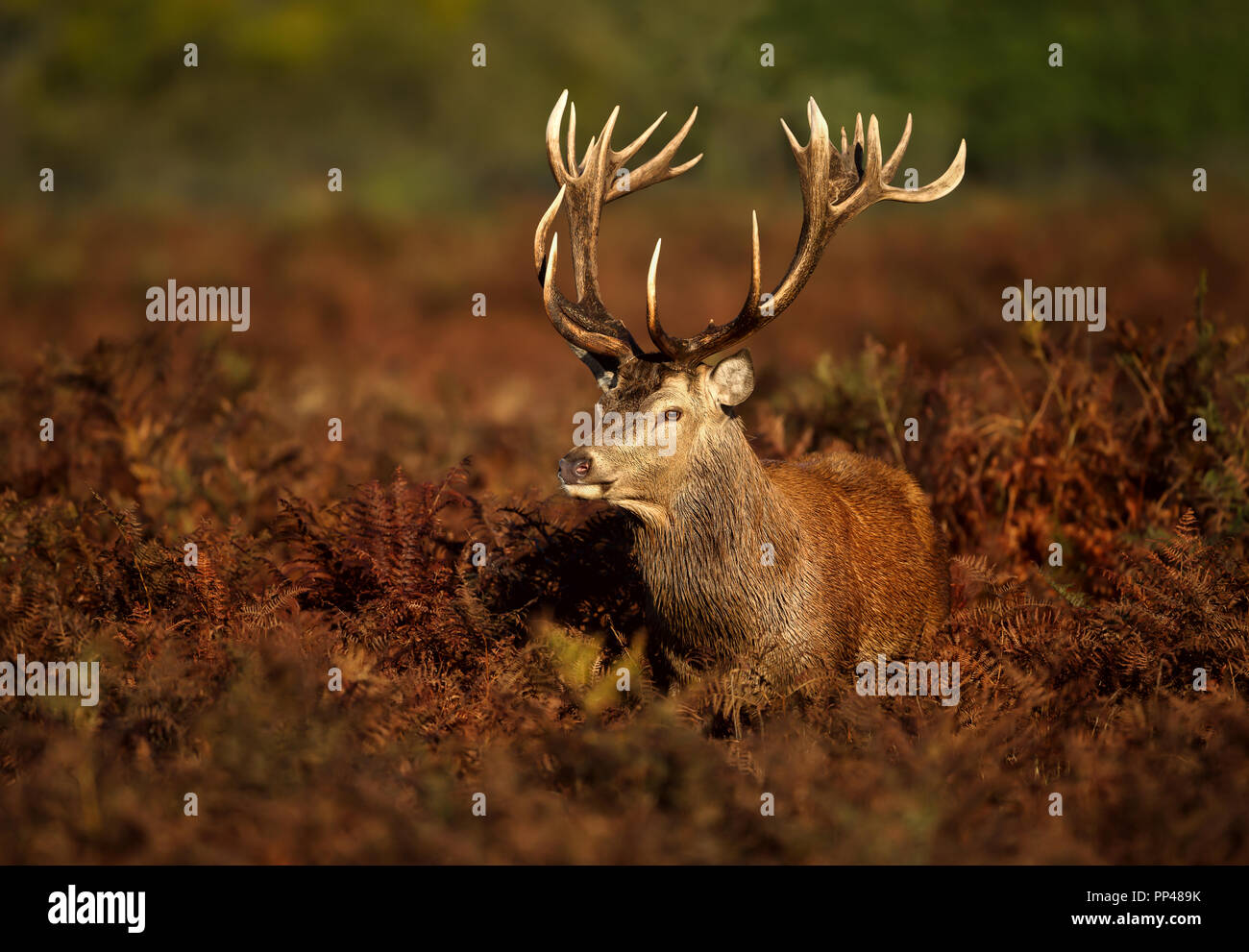 Field with autumn ferns hi-res stock photography and images - Alamy