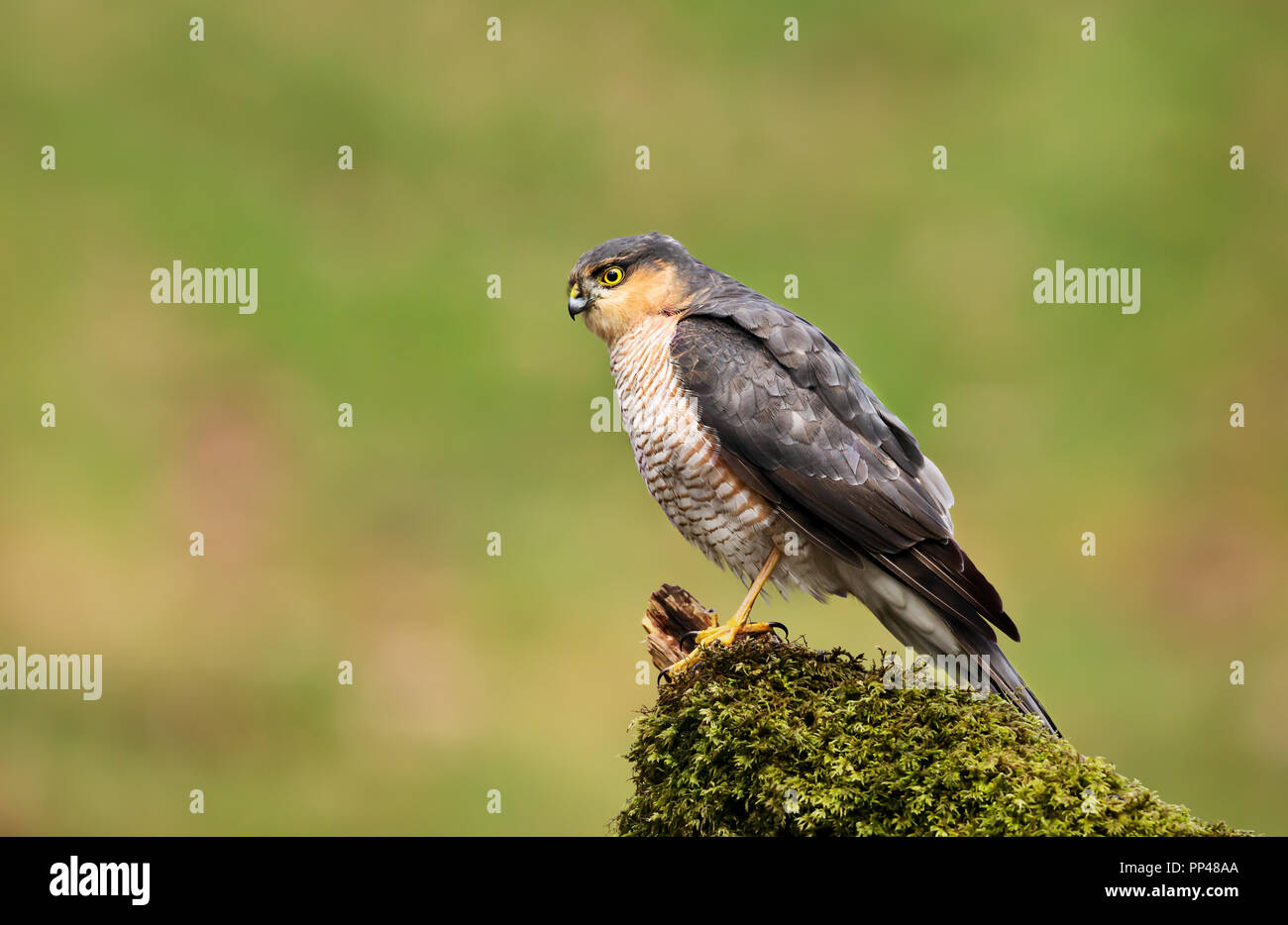 Sparrowhawk Feather High Resolution Stock Photography and Images - Alamy