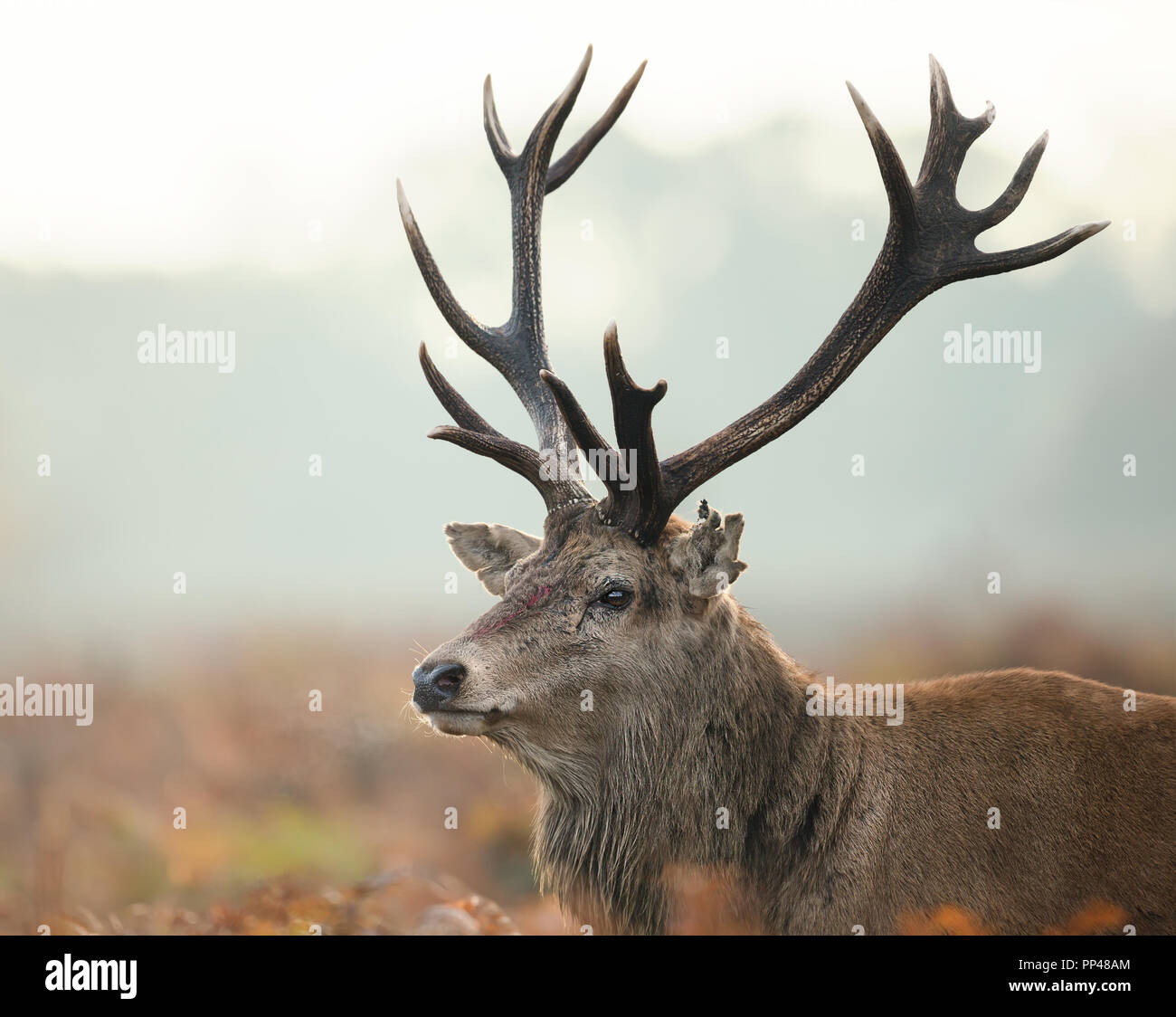Injured ear hi-res stock photography and images - Alamy