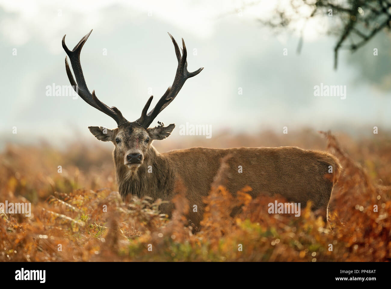 Injured ear hi-res stock photography and images - Alamy