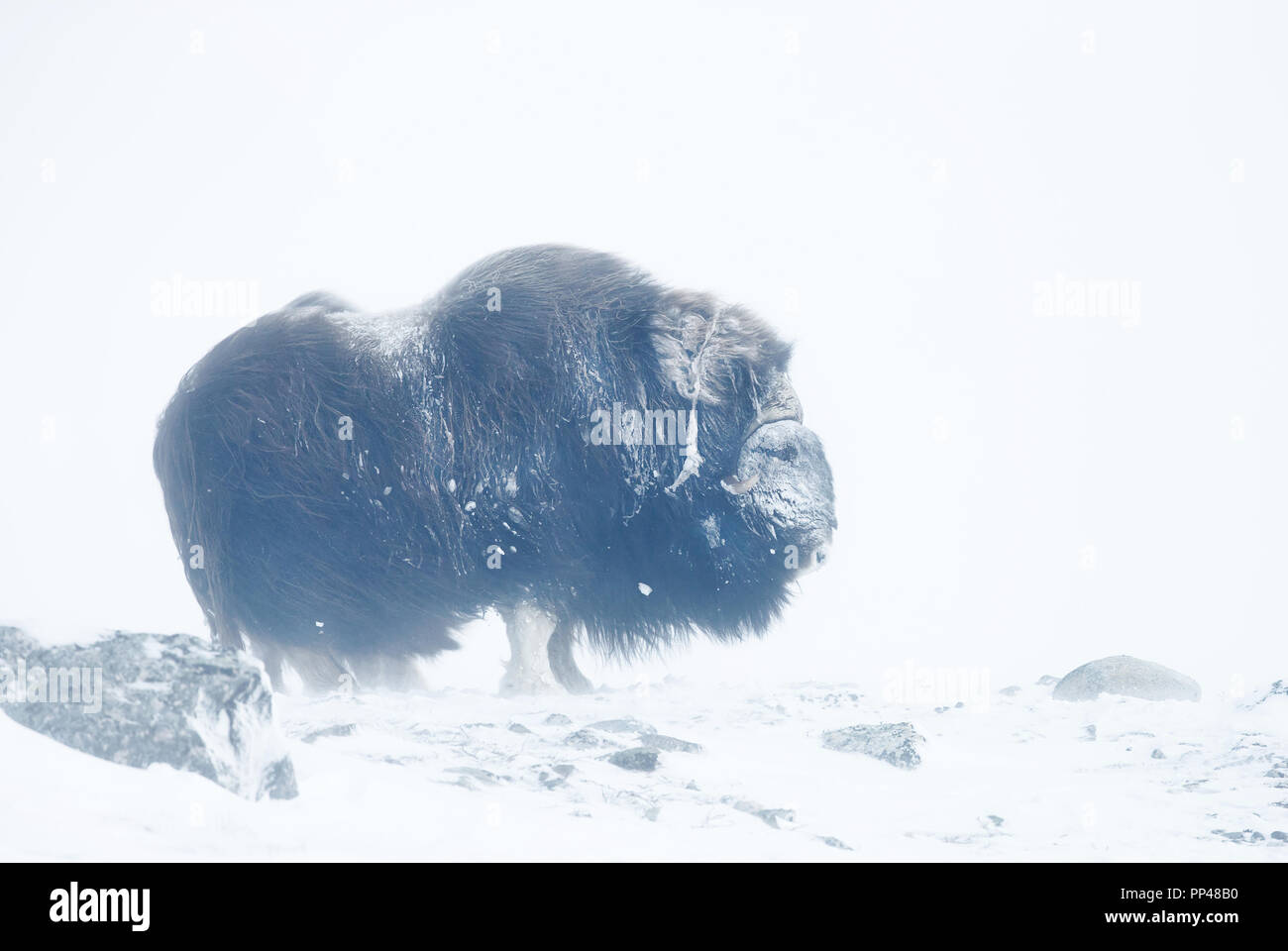 Winter High Resolution Stock Photography and Images - Alamy