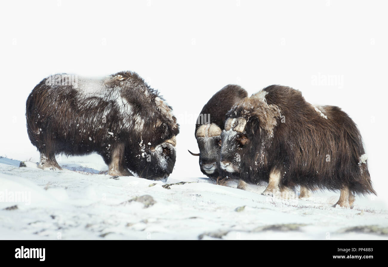 A group of male musk oxen in the mountains in winter, Norway Stock ...
