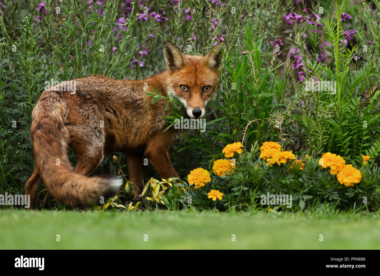 Spring in uk hi-res stock photography and images - Alamy