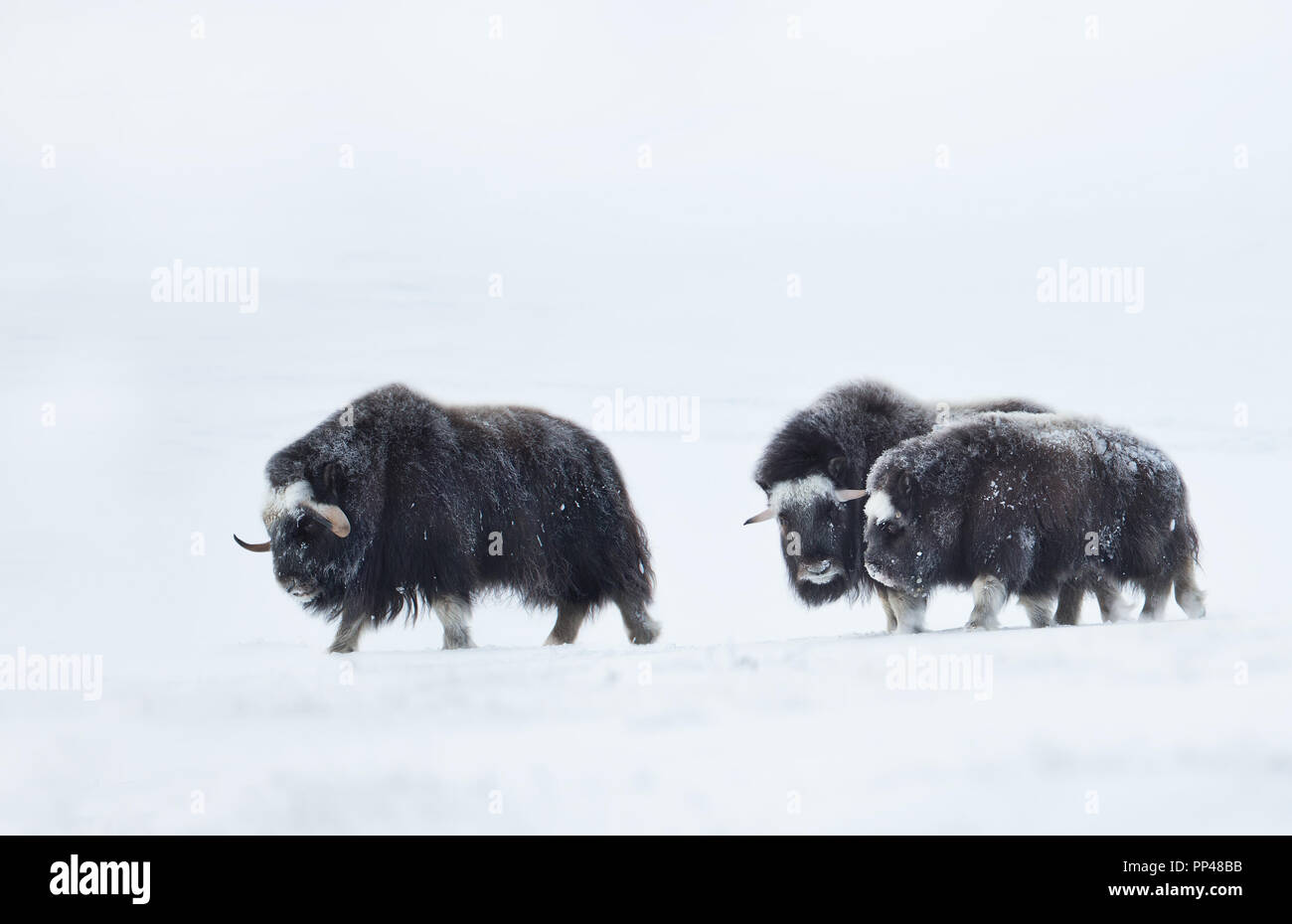 Musk Oxen (Ovibos moschatus) with a young musk ox in snowy Dovrefjell ...