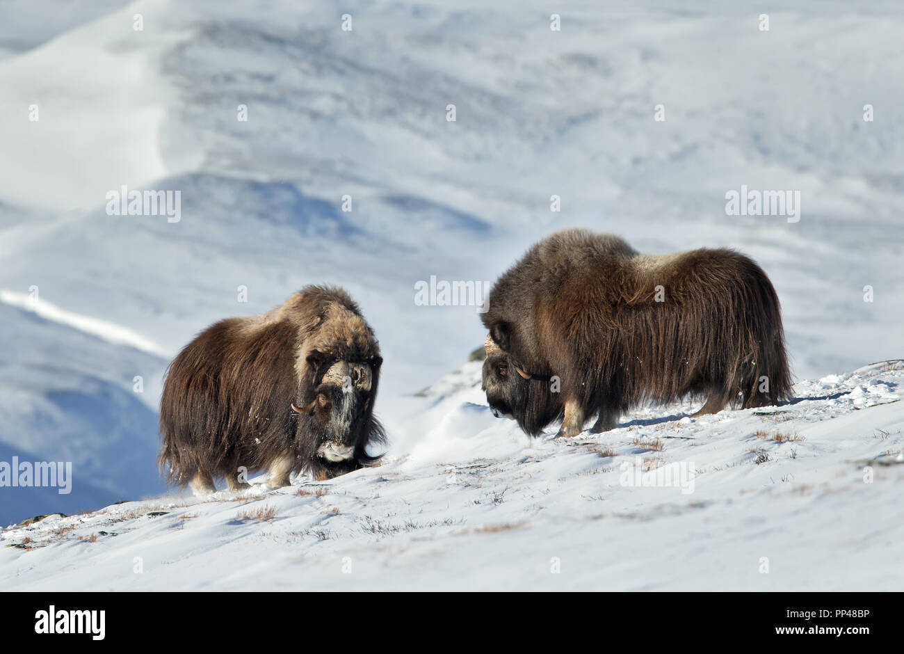 Muskox ovibos moschatus male hi-res stock photography and images - Alamy