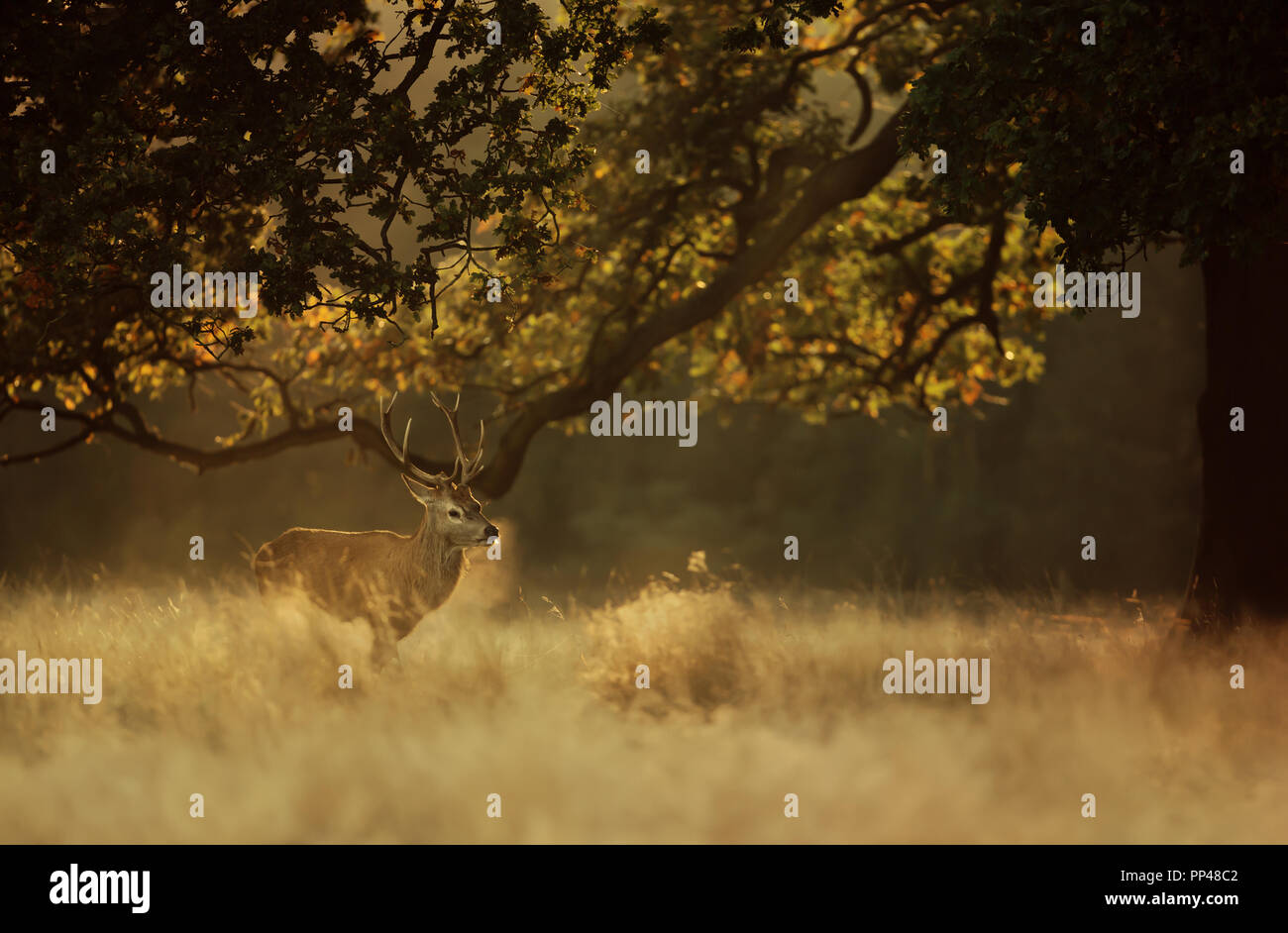 Red deer stag exhaling cold breath in early morning light, UK Stock ...
