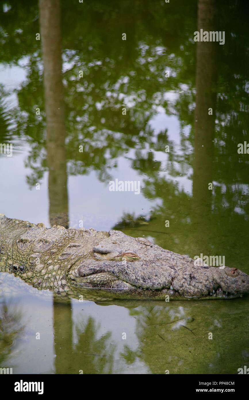 Crocodile resting in a fresh water pond with palm trees reflected in ...