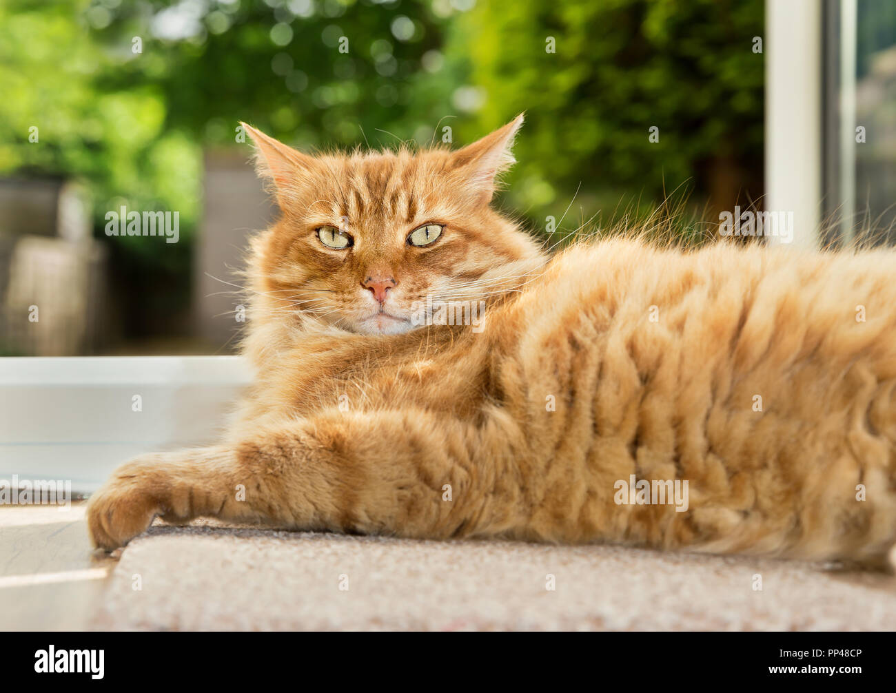 Relaxed cat hi-res stock photography and images - Alamy