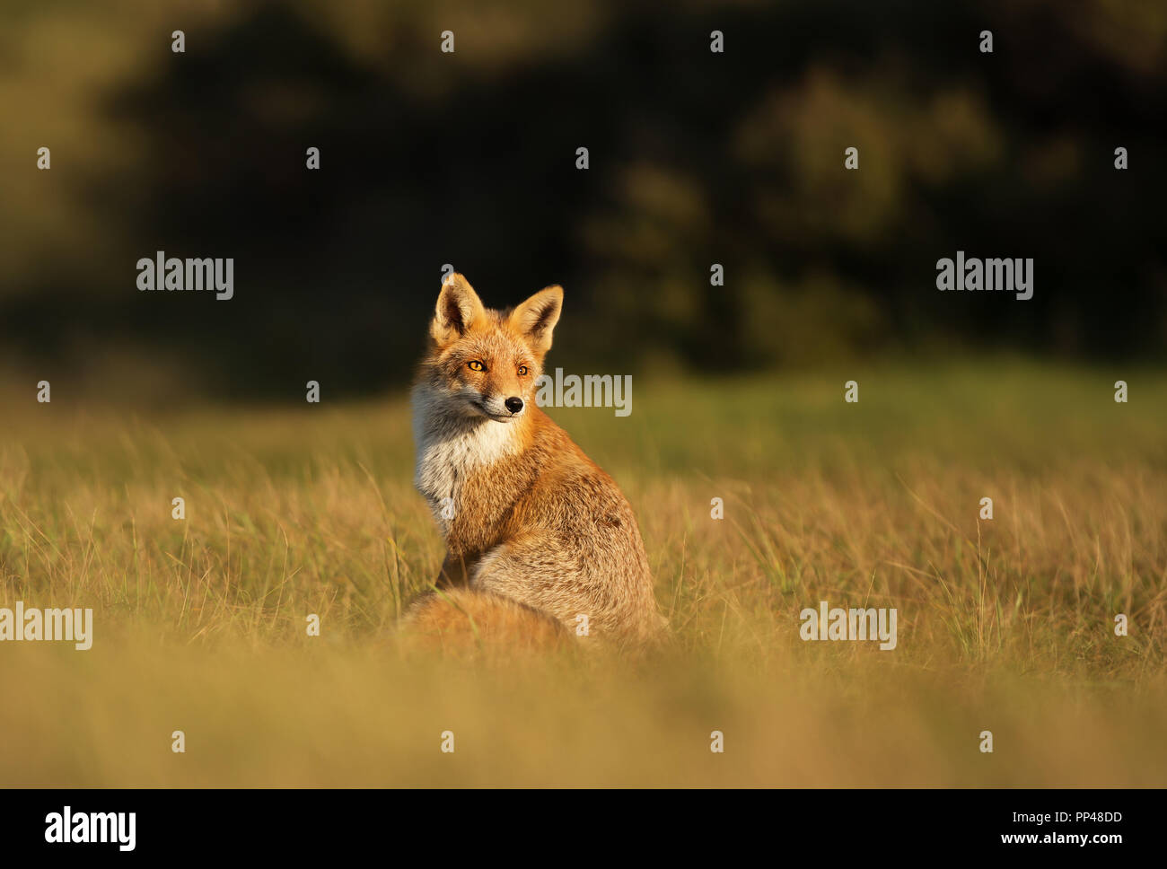 Red fox sitting in the field on a sunny day Stock Photo - Alamy