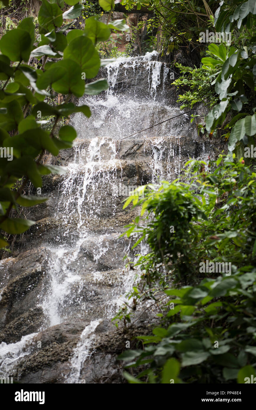 Sentosa singapore forest hi-res stock photography and images - Alamy