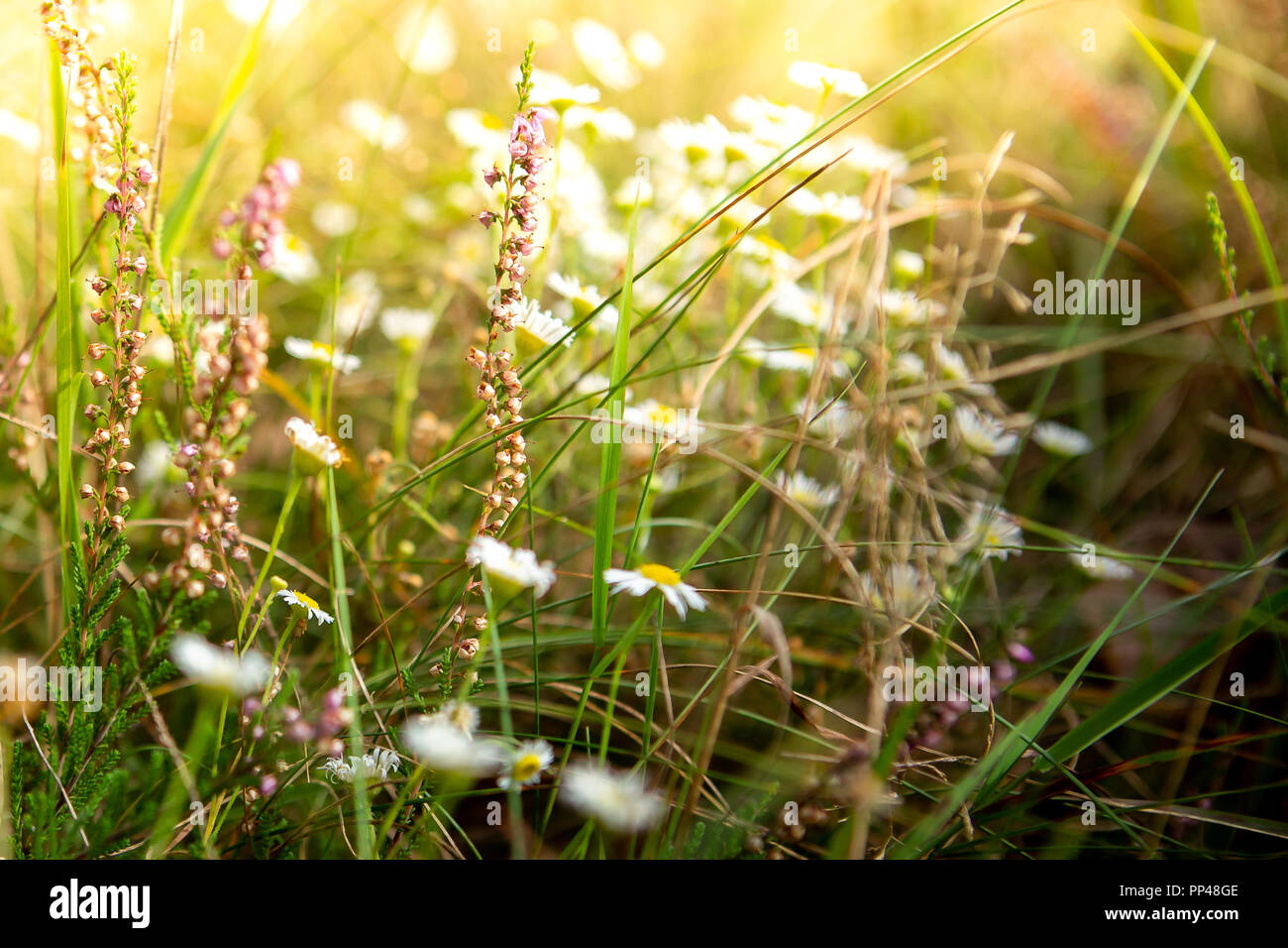 Flowers in the autumn forest. Wild forest, yellow leaves. Flowers grow ...
