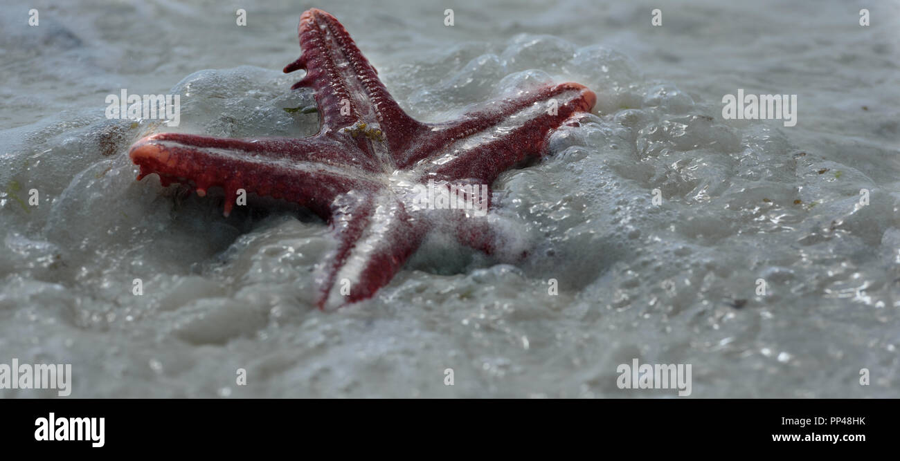 Red Starfish in the waters of Zanzibar, Tanzania, Africa Stock Photo ...
