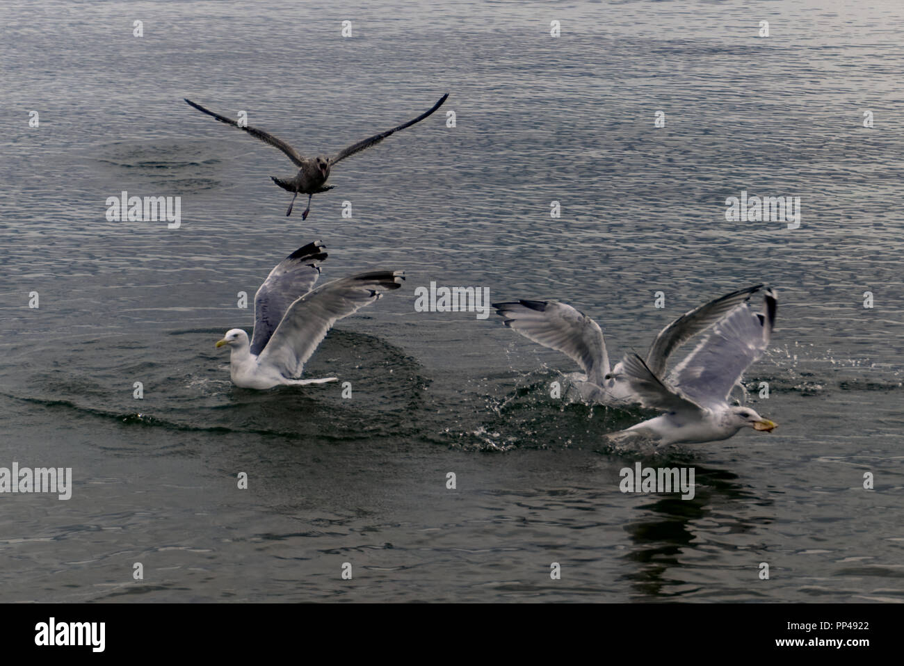 Large bird attacks smaller birds hi-res stock photography and images ...