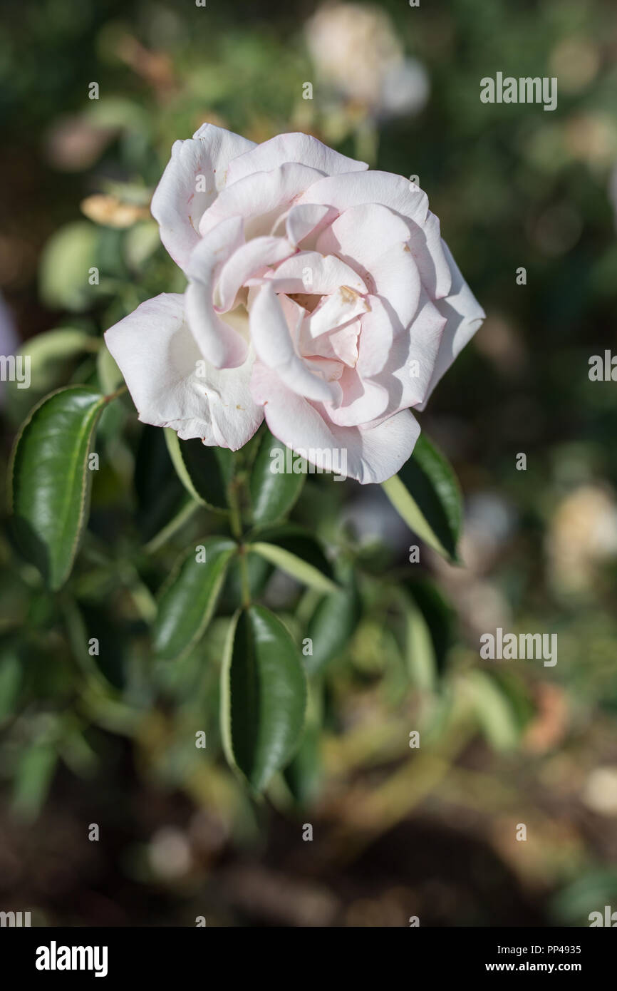 isolated pink rose in a garden Stock Photo - Alamy