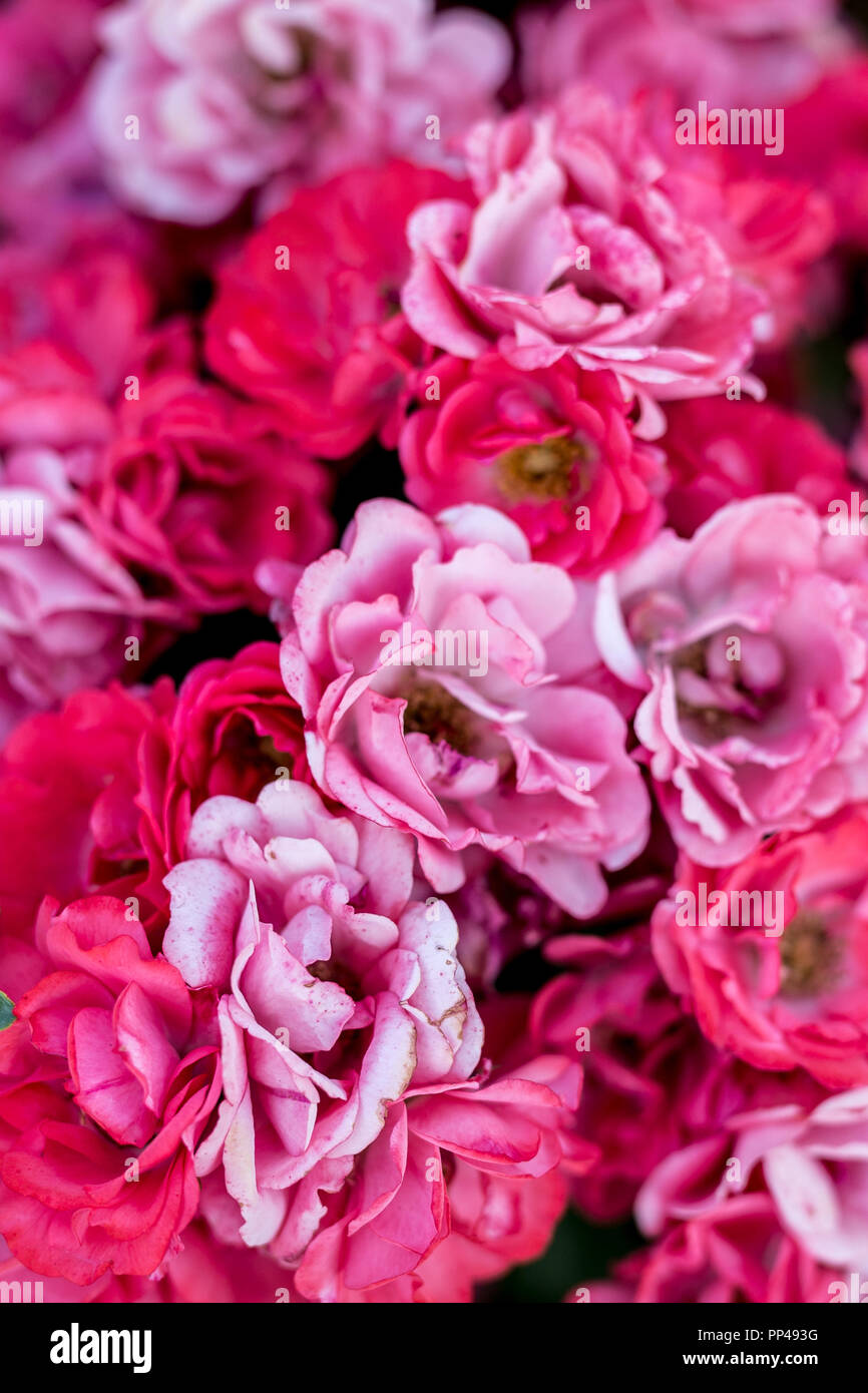 Pink roses garden background Stock Photo - Alamy