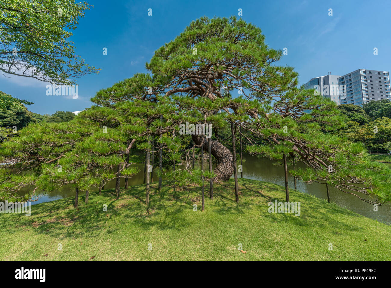 Tokyo, Bunkyo Ward - August 04, 2018 : Koishikawa Korakuen Garden. Old ...
