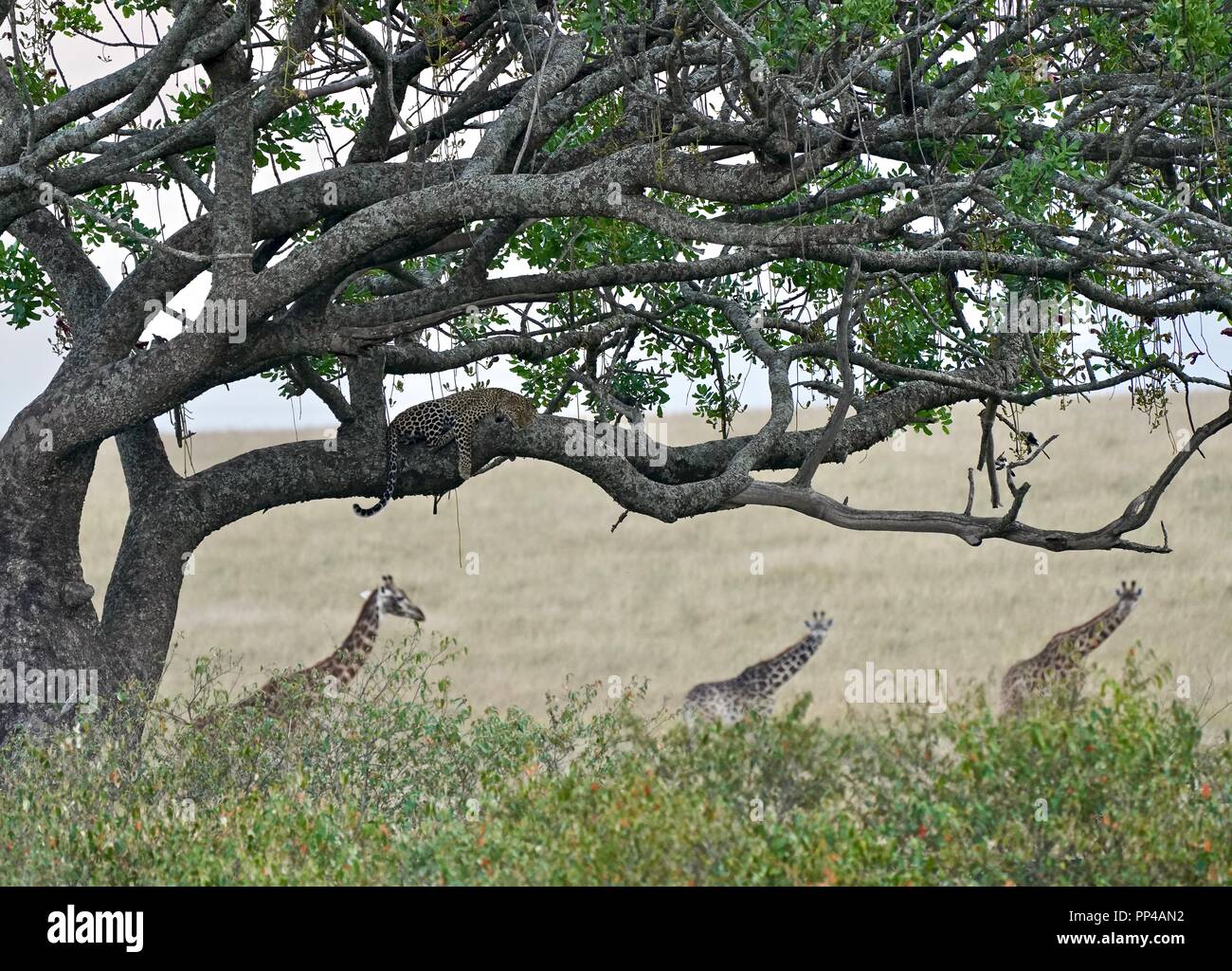 The Leopard resting on the tree in Kenya overlooking the Giraffe ...