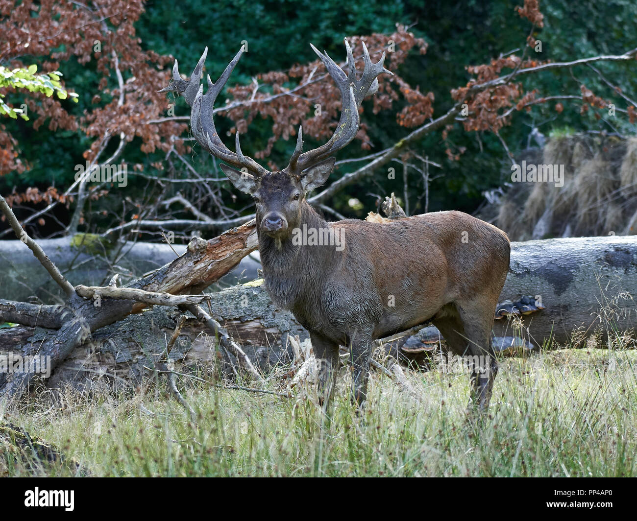 Red deer in its natural habitat in Denmark Stock Photo - Alamy