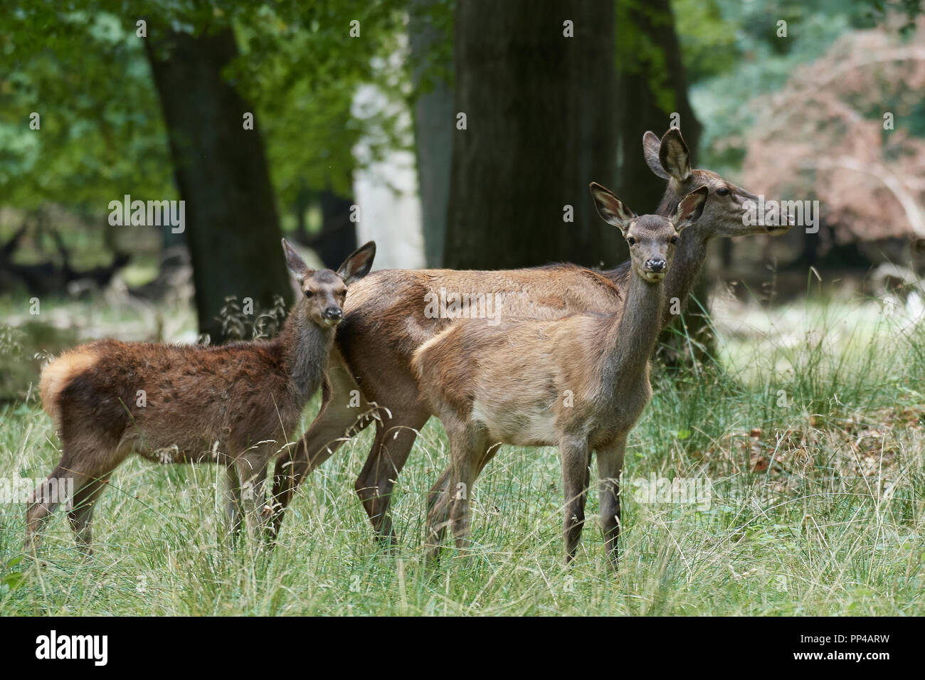 Red deer in its natural habitat in Denmark Stock Photo - Alamy