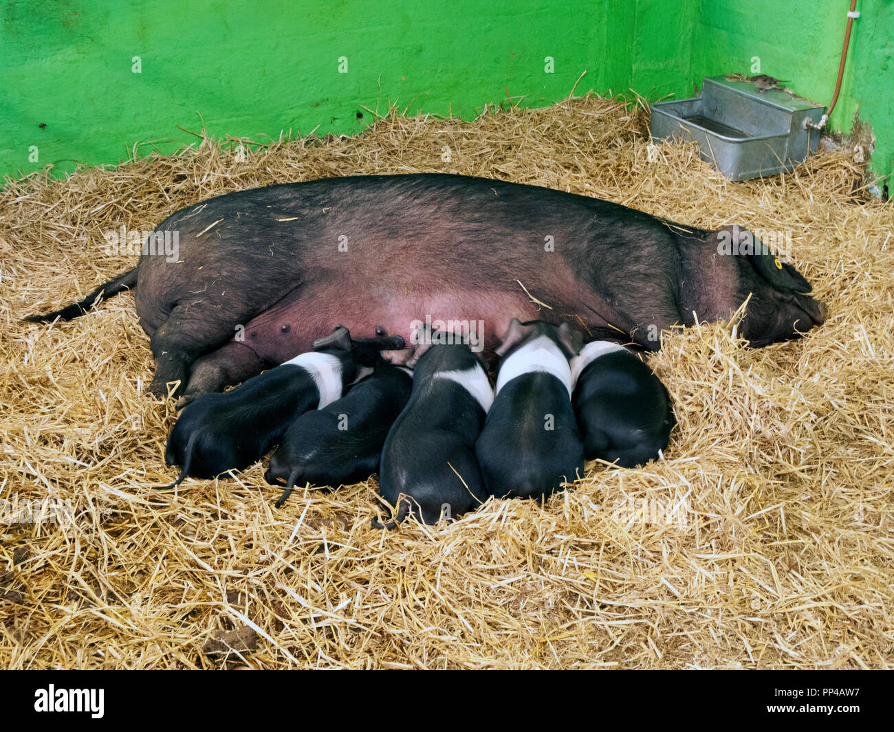 5 piglets with mother hi-res stock photography and images - Alamy