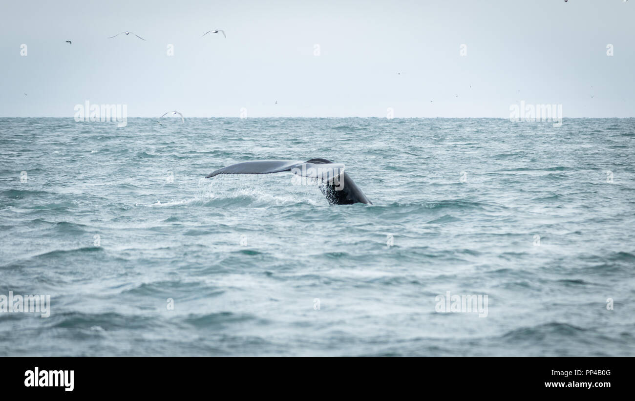 big blue whale Stock Photo - Alamy