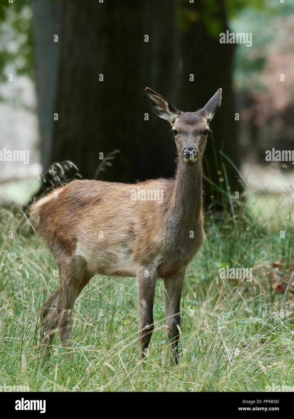 Red deer in its natural habitat in Denmark Stock Photo - Alamy