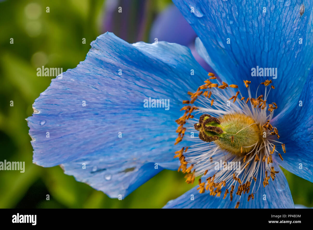 Blue poppy flower hi-res stock photography and images - Alamy