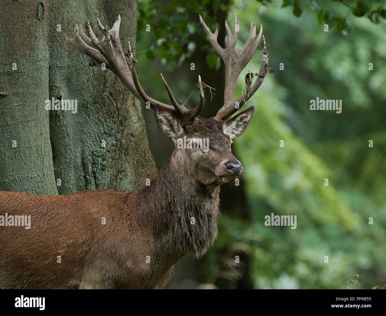 Red deer in its natural habitat in Denmark Stock Photo - Alamy