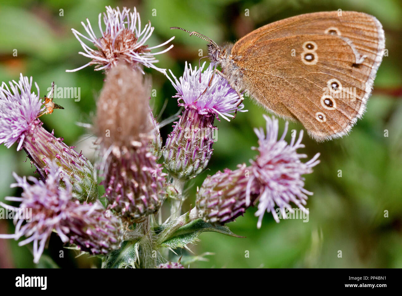 Ringlet Butterfly Berkshire UK Stock Photo - Alamy
