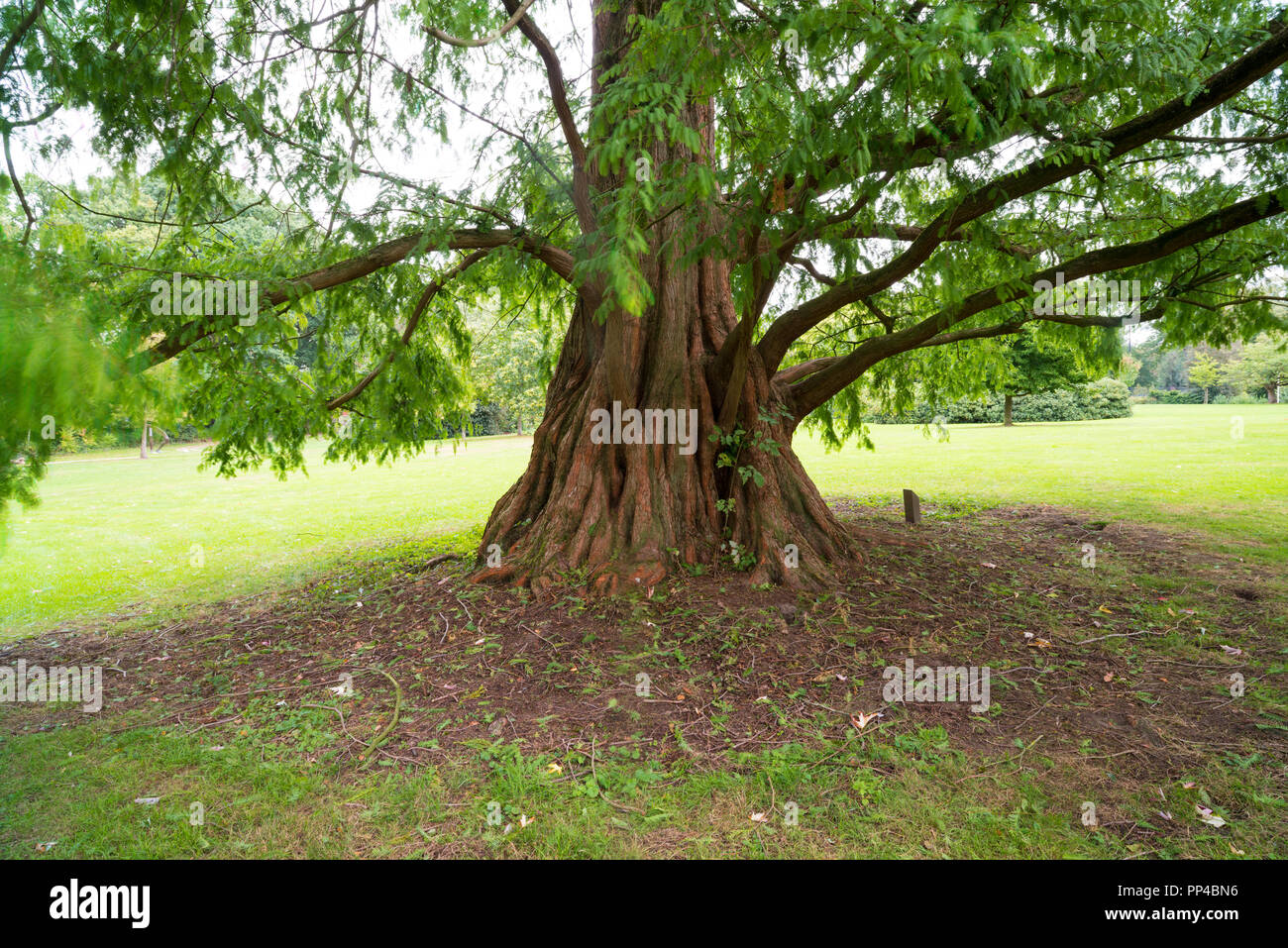 Lower tree trunk of a giant sequoia (Sequoiadendron giganteum), one of ...