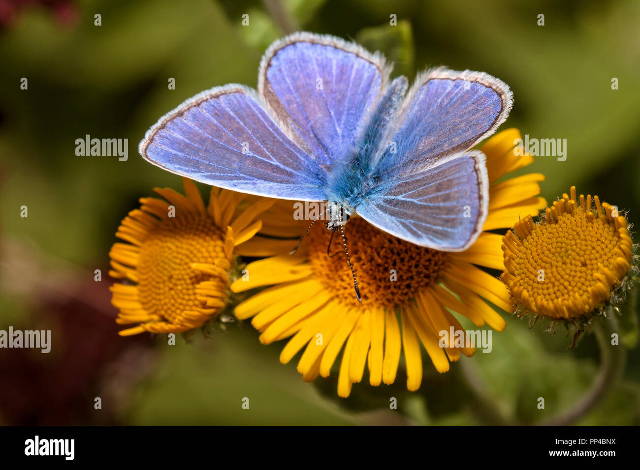Common Blue Butterfly UK Stock Photo - Alamy