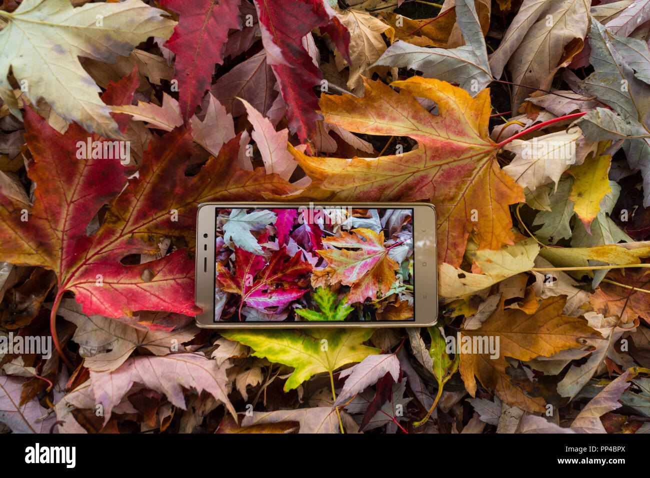 cell phone with picture of autumn leaves on the screen Stock Photo - Alamy