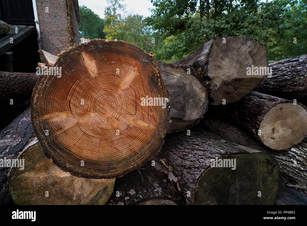 piled up trees in front of a sawmill Stock Photo - Alamy