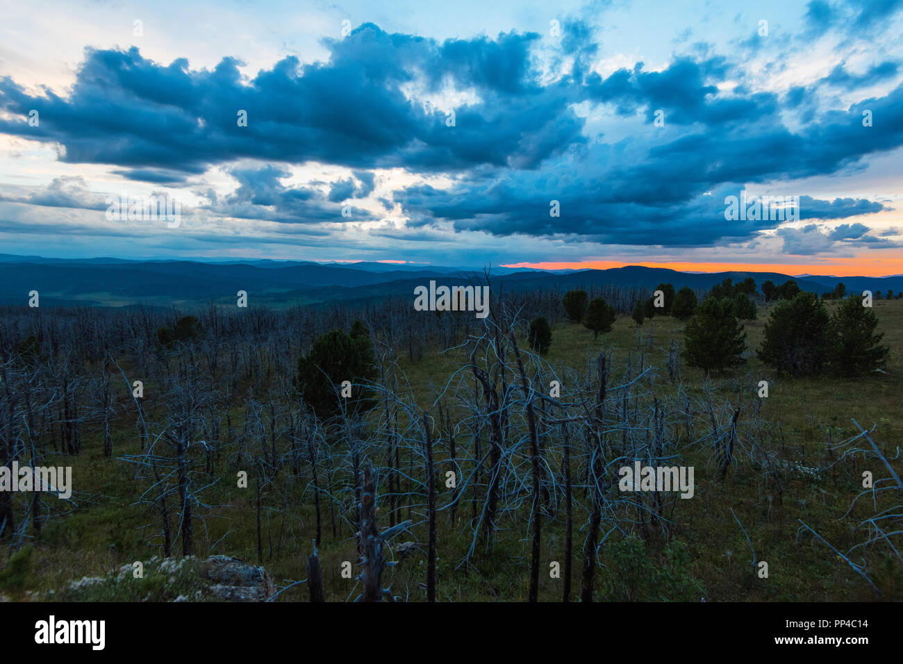 Landscape with dead forest Stock Photo - Alamy
