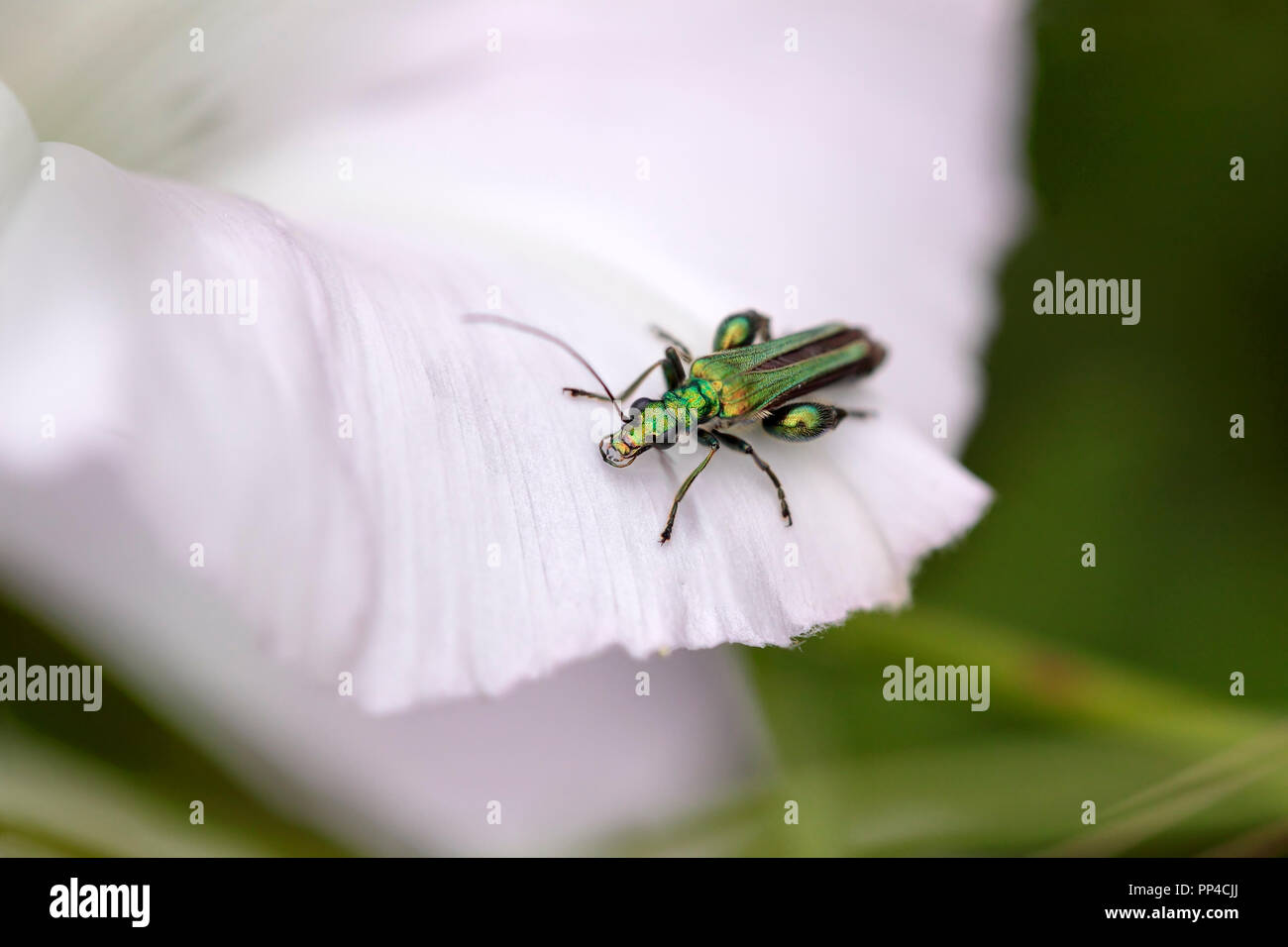 Whiteflower hi-res stock photography and images - Alamy