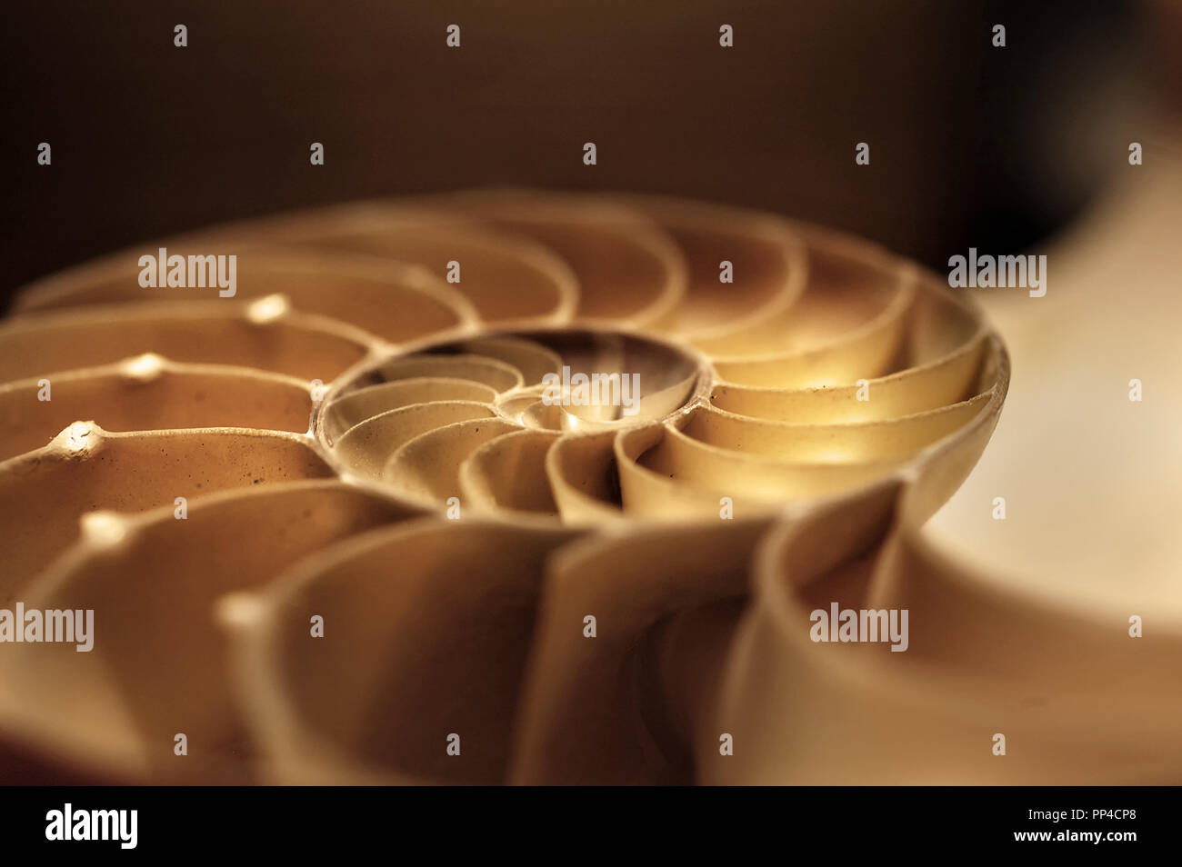 Fibonacci curves hi-res stock photography and images - Alamy