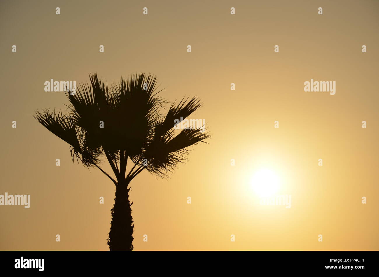 Palm tree composition hi-res stock photography and images - Alamy