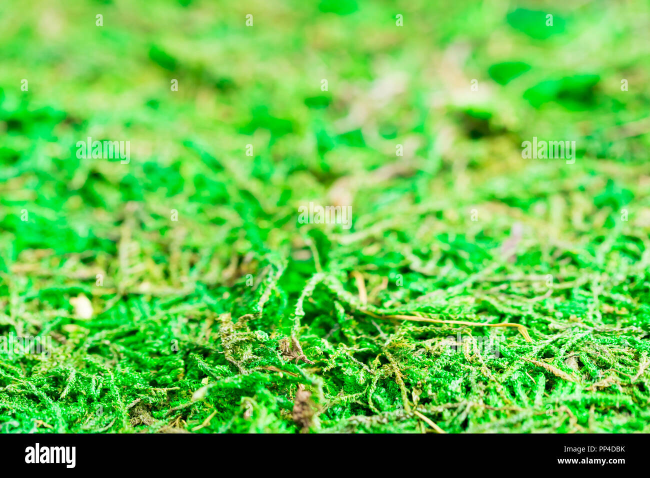 Bright green emerald moss background. Space for text Stock Photo - Alamy