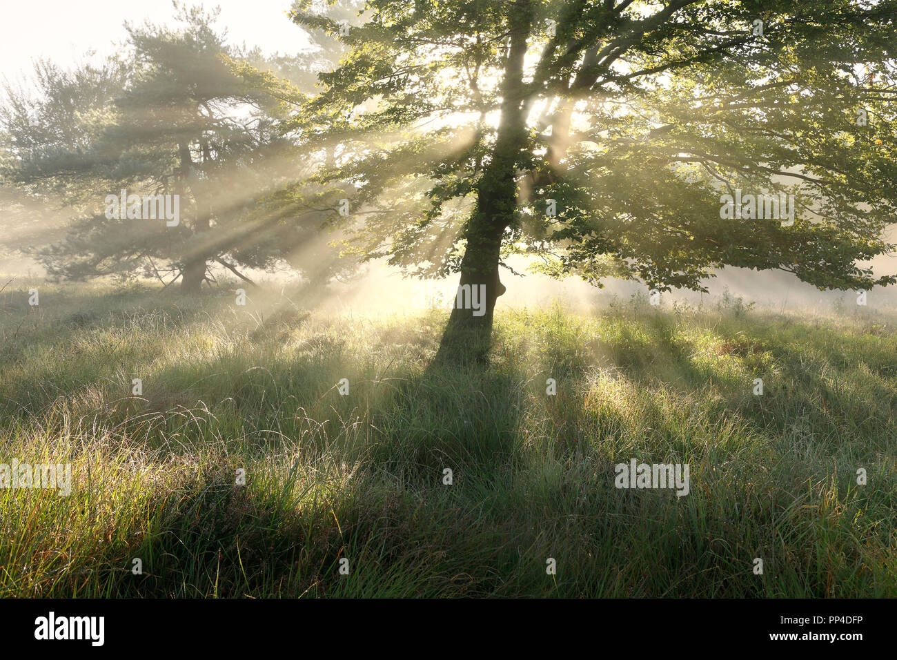 beautiful morning sunbeams through tree leaves Stock Photo - Alamy
