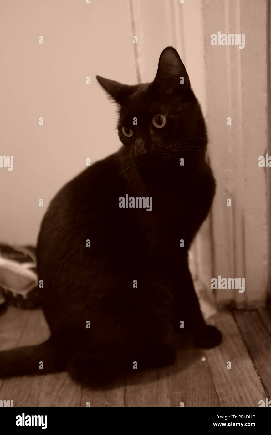 Face and legs are black hi-res stock photography and images - Alamy