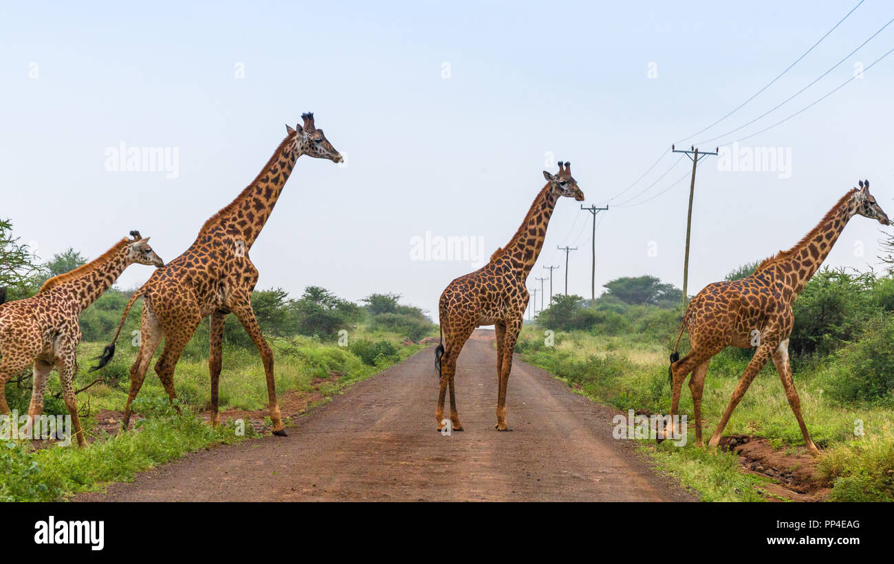 four giraffes crossing the street Stock Photo - Alamy