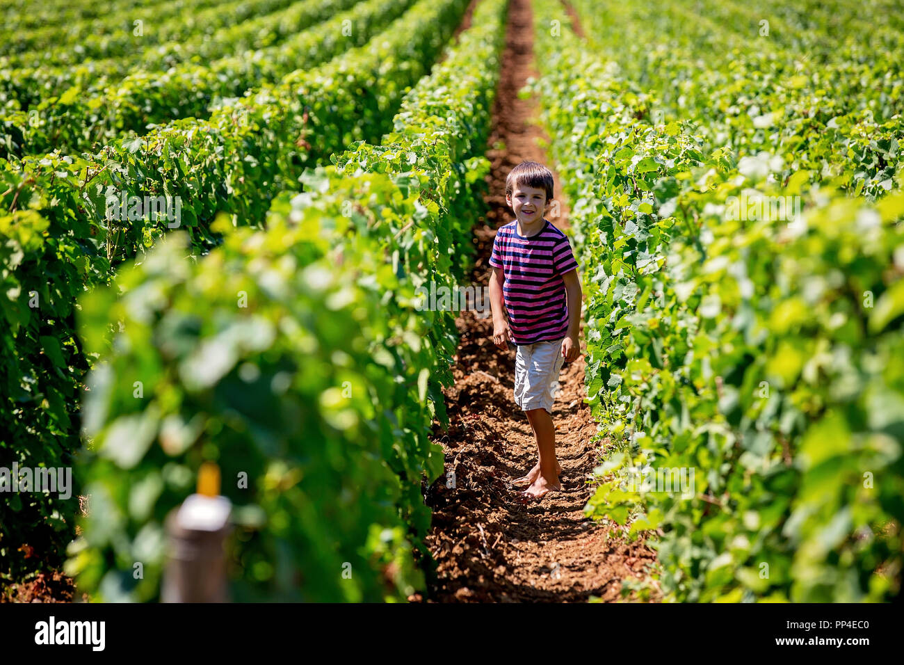 Young child, boy, walking between rows of vineyard on a hot summer day ...