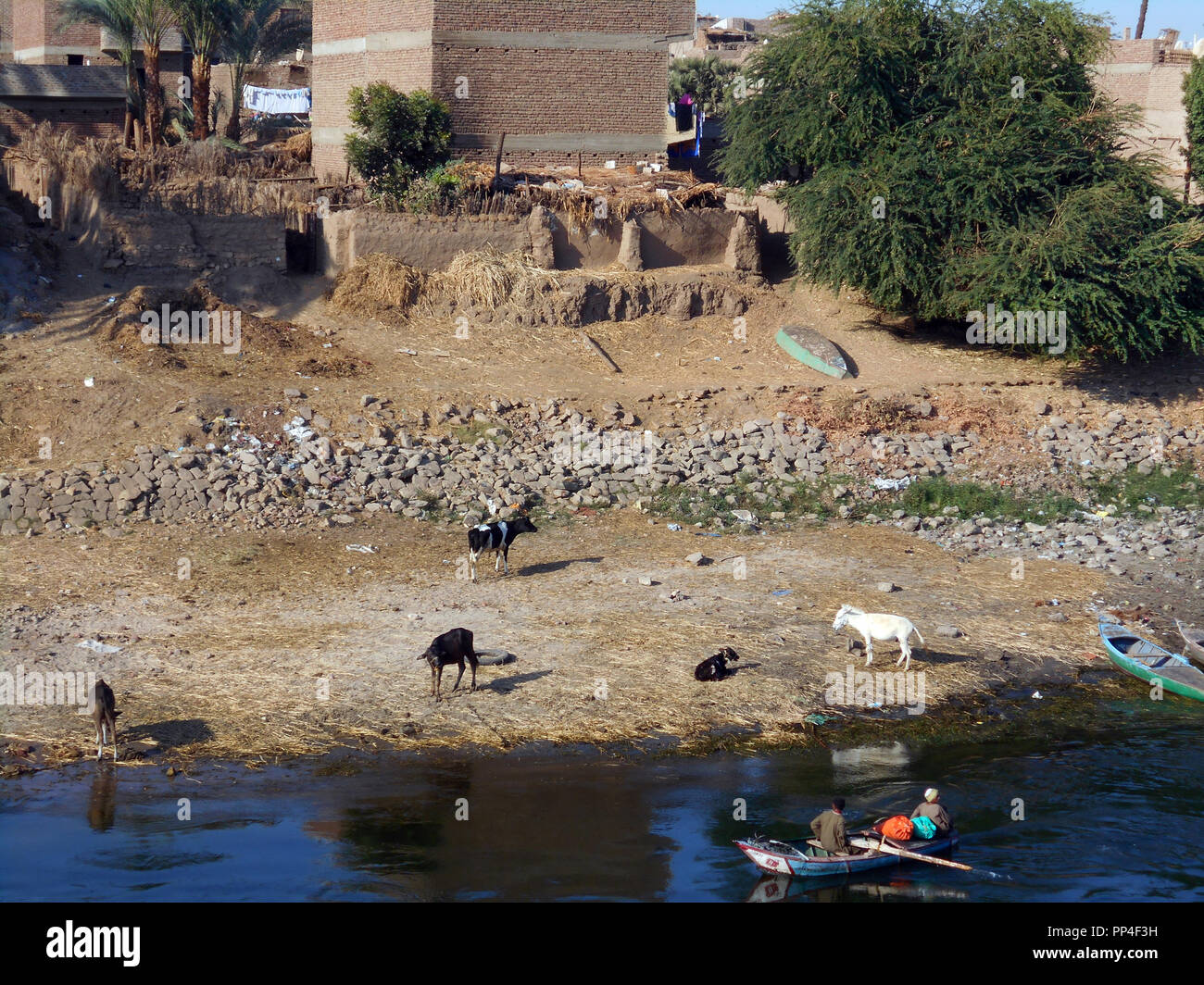 River Nile Animals